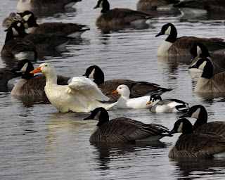 Birds from Behind : Dux Delux...redux...