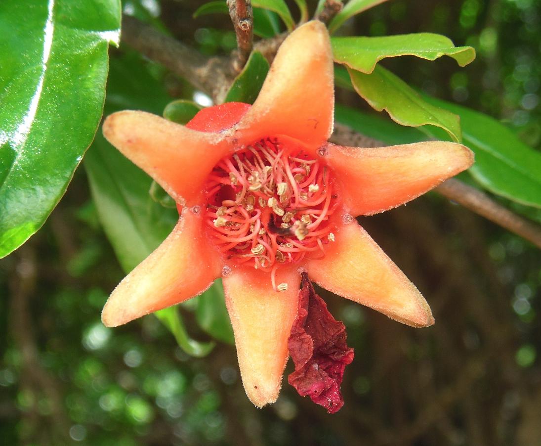 la Sierra de Córdoba en Cabriñana: flor de granado