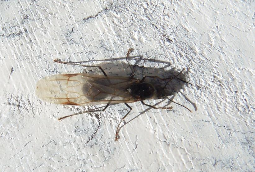 la Sierra de Córdoba en Cabriñana: alúa