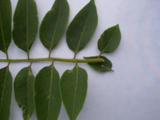 plantas de tradicion cultural tamesis: mata raton