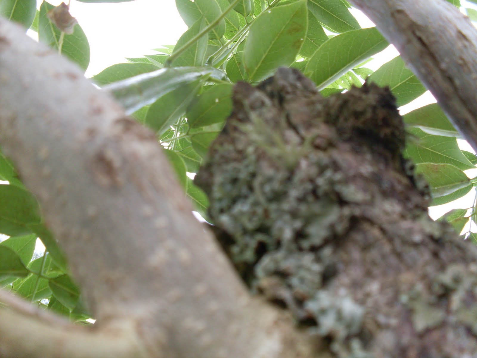 plantas de tradicion cultural tamesis: mata raton