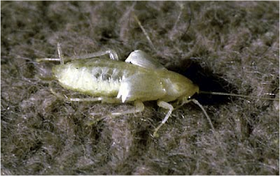 Lesson Plan For Primary School Science: Skeletal System of German Cockroach