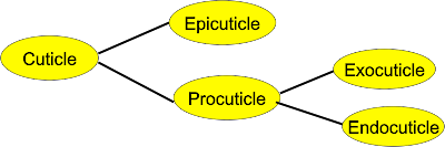Lesson Plan For Primary School Science: Skeletal System of German Cockroach