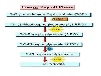 BIOLOGY: Glycolysis