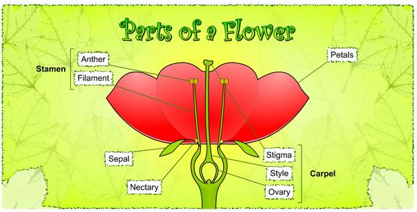 Flower Parts: Label The Plant Parts
