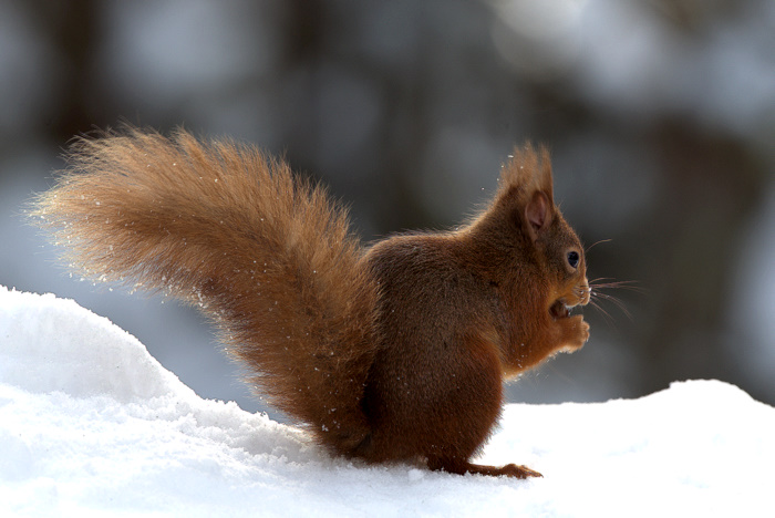 TERRA VIVA: ESQUILO VERMELHO