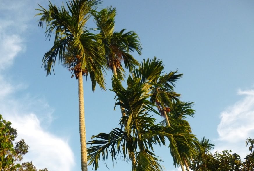 warna warni kehidupan: BERBAKTI PADA TANAH, BANYAK HASILNYA