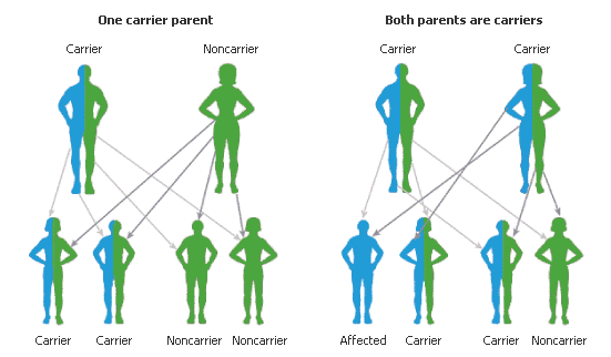 Genetics: Recessive Gene Transmissions