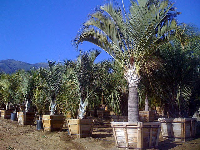 Gregory Palm Farms : Triangle Palm, Striking In Appearance (blue-green ...