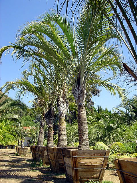 Gregory Palm Farms : Triangle Palm, Striking In Appearance (blue-green ...