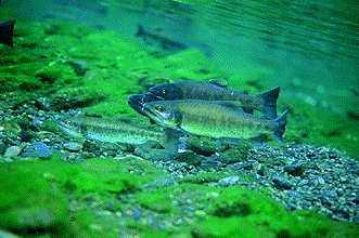 Zoo News Digest: Conservation Success With Formosan Salmon