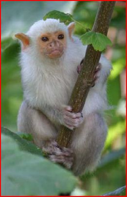 Zoo News Digest: CAPTIVE CARE AND CONSERVATION OF CALLITRICHIDS & LEMURS