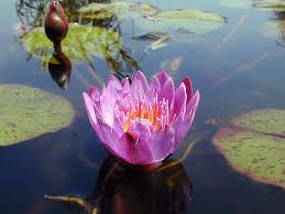 Marina Costa Bonita: The Orchids and The Exotic Flowers of Sinaloa