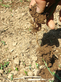 Grow the Change: Hand Weeding