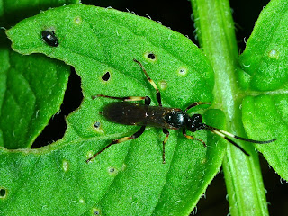 Grow the Change: On Safari