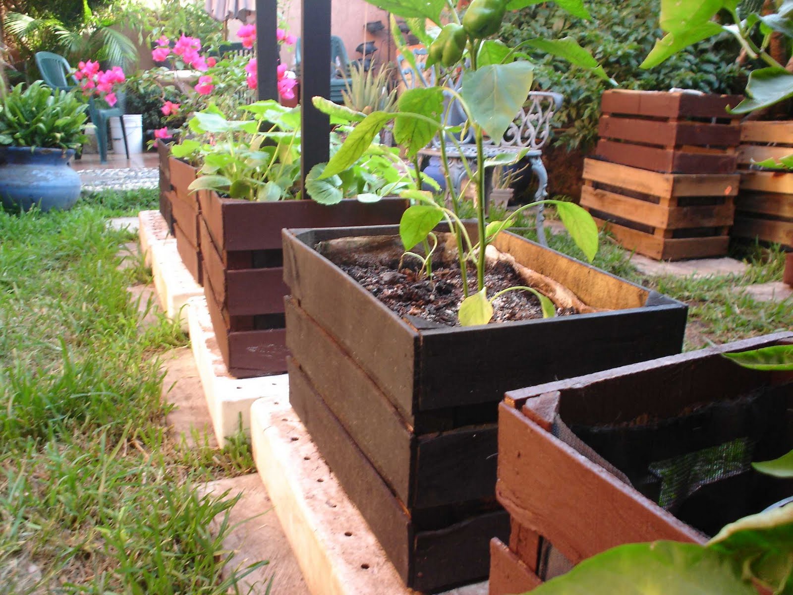 Planeta Verde: Contruye un huerto familiar a base de huacales