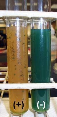 Microbiology: April 2009