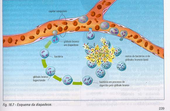 Os glóbulos brancos | Tecido Sanguíneo