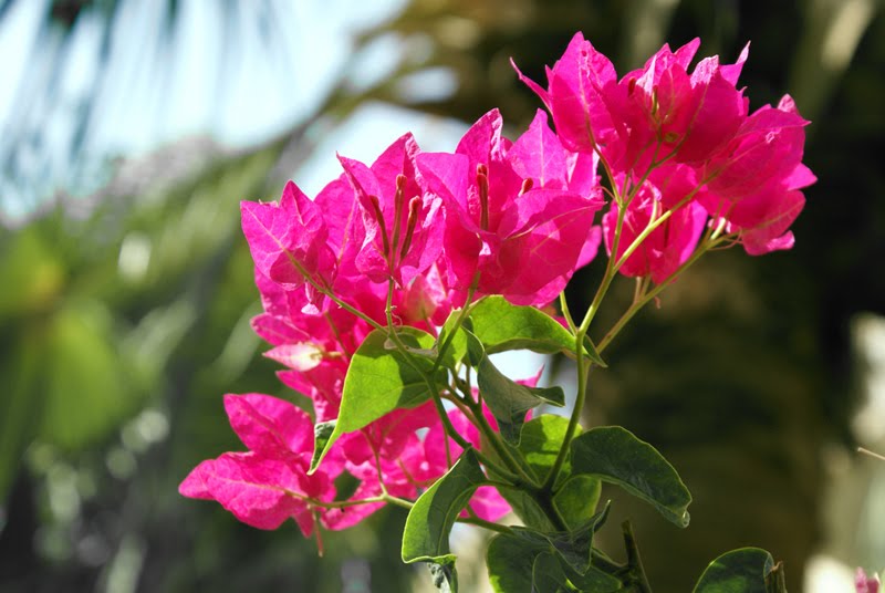 ShoaibPhotography: NATURE: BAHRAINI FLORA