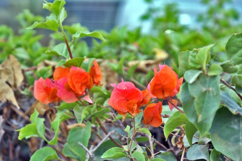 ShoaibPhotography: NATURE: BAHRAINI FLORA