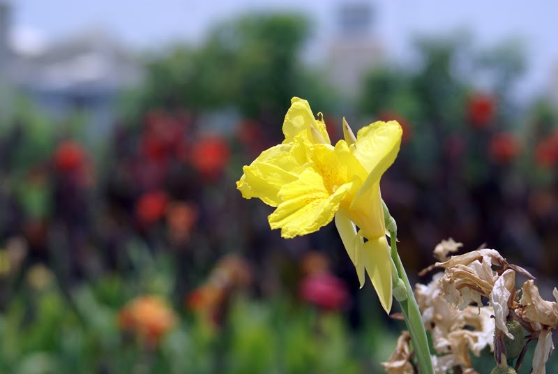 ShoaibPhotography: NATURE: BAHRAINI FLORA