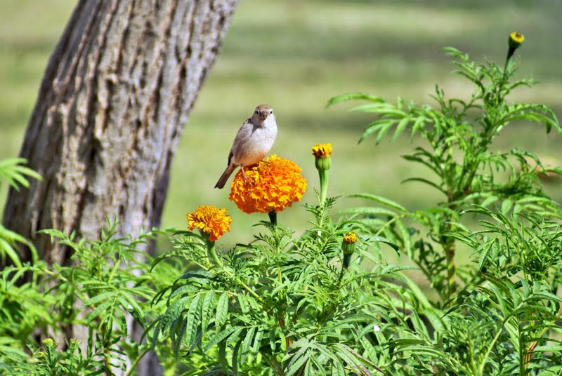 ShoaibPhotography: NATURE: BAHRAINI FLORA