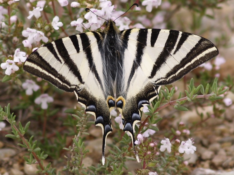 Més Ciència fàcil: Quina papallona és?