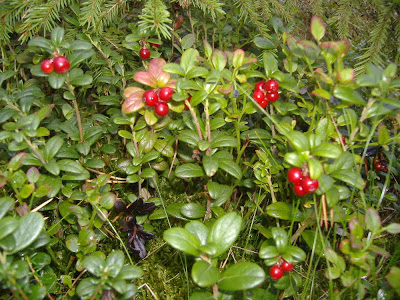 An Arctic Rainbow of Colour...: August 2008
