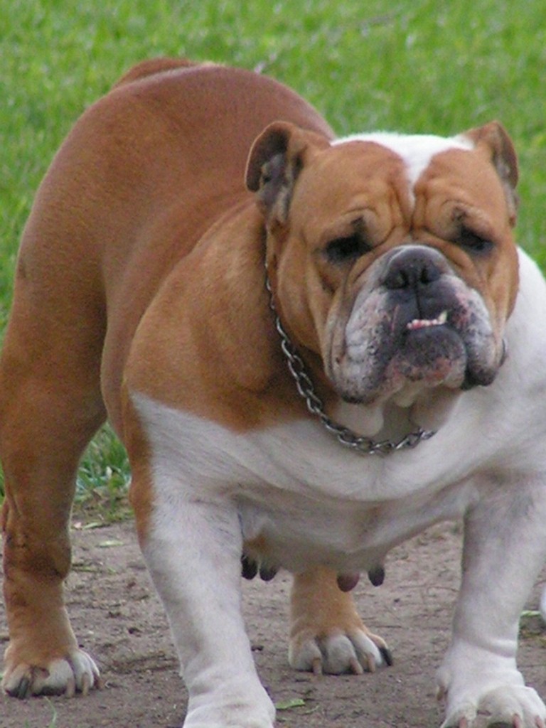 อิงลิช บูลล์ด็อก (English Bulldog) ~ DoDe - Dog