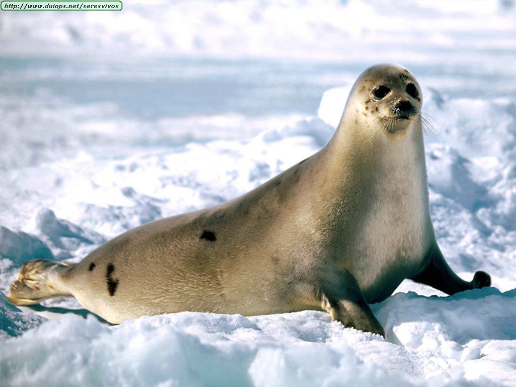 elenitatuamiga: focas gordas