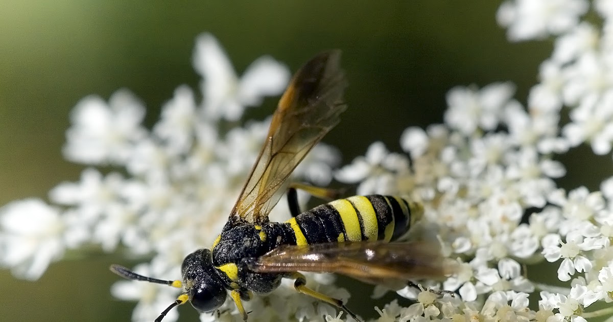 Invertebrados de Huesca: Tenthredo sp (Mosca de sierra)