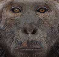 ENTRE HOMÍNIDOS: Pierolapithecus catalaunicus