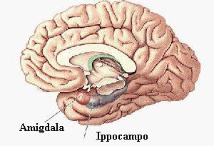 Dott.ssa Luciana Reginato Psicologa e Counselor: Il sequestro dell'amigdala