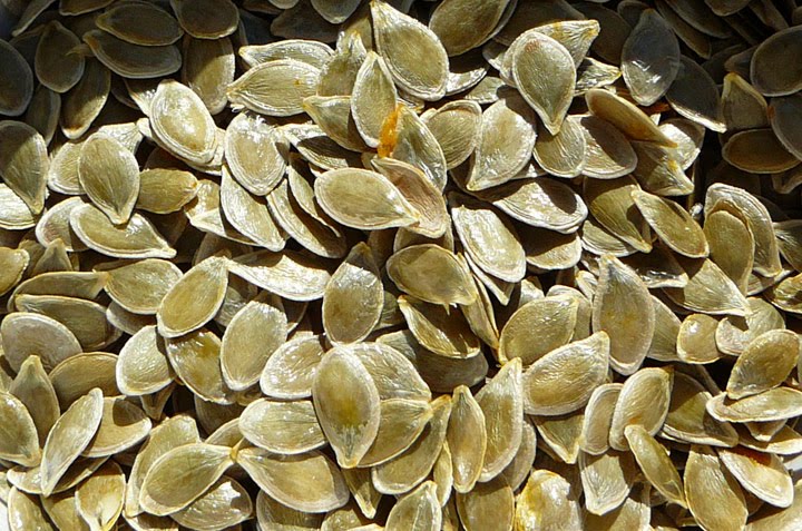 Rah Cha Chow: The Great Pumpkin Seed Experiment