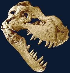 Melhor olfato era o do "Rei dos Dinossauros" dizem paleontologistas ...