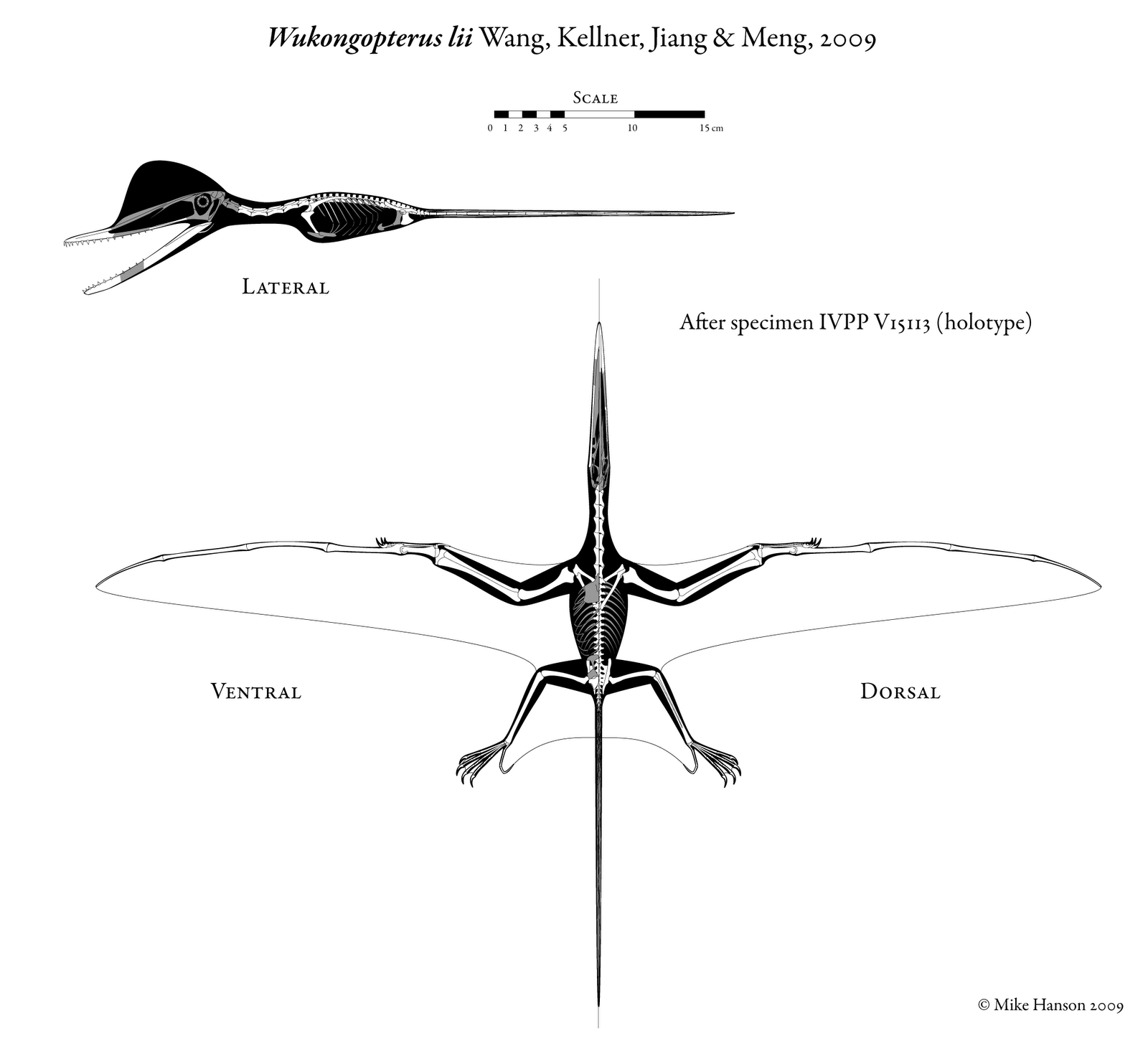 Kellner descreveu mais um pterossauro chinês | Ikessauro