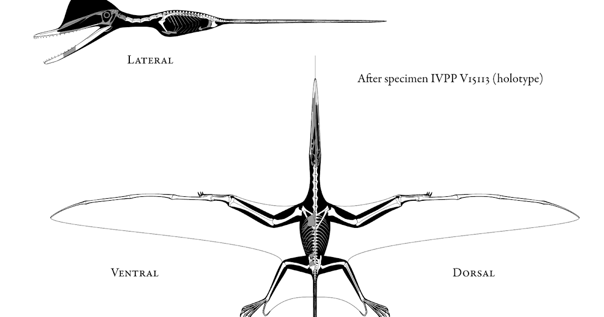 Kellner descreveu mais um pterossauro chinês | Ikessauro