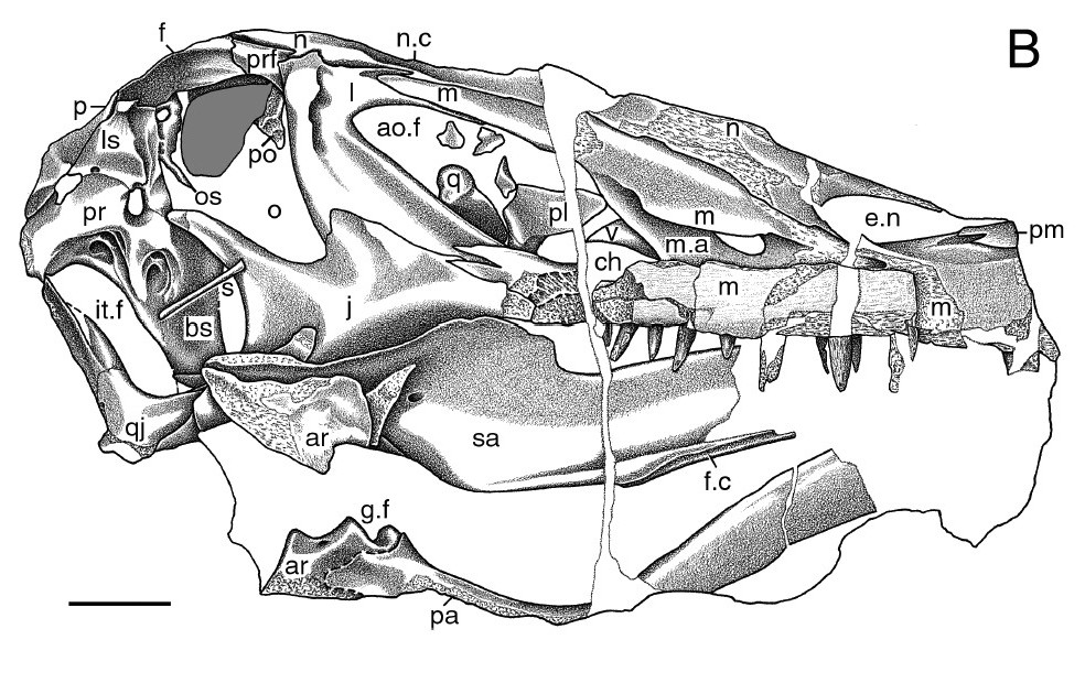 Irritator | Ikessauro
