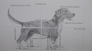 Enciclopedia de animales: Sistema óseo. Anatomía del perro.-on line
