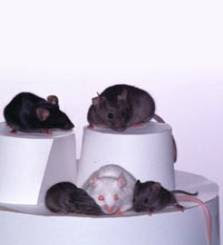 Biology 101: Cloning Mimi!