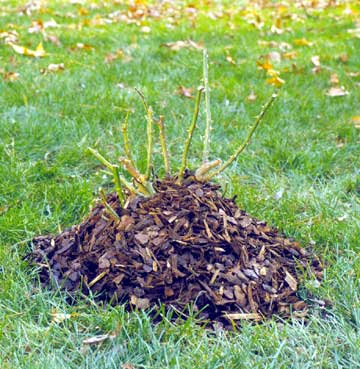 Garden Tripper: Getting Your Roses Ready for Winter