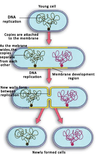Biología 2 C201: Fisión Binaria