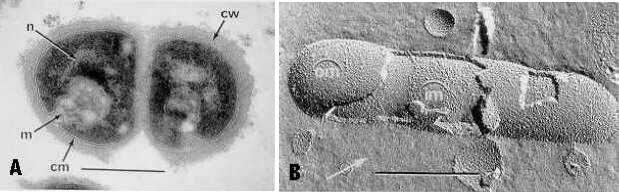 Biología1 C201: Modelos Celulares 1