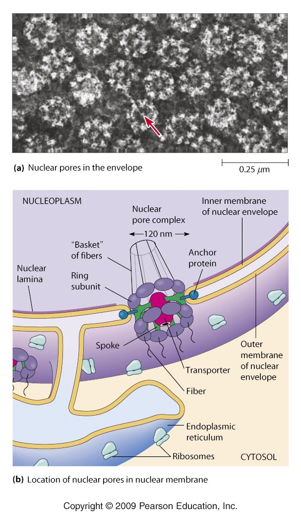 Biología1 C201: Organelos con más de 1 membrana
