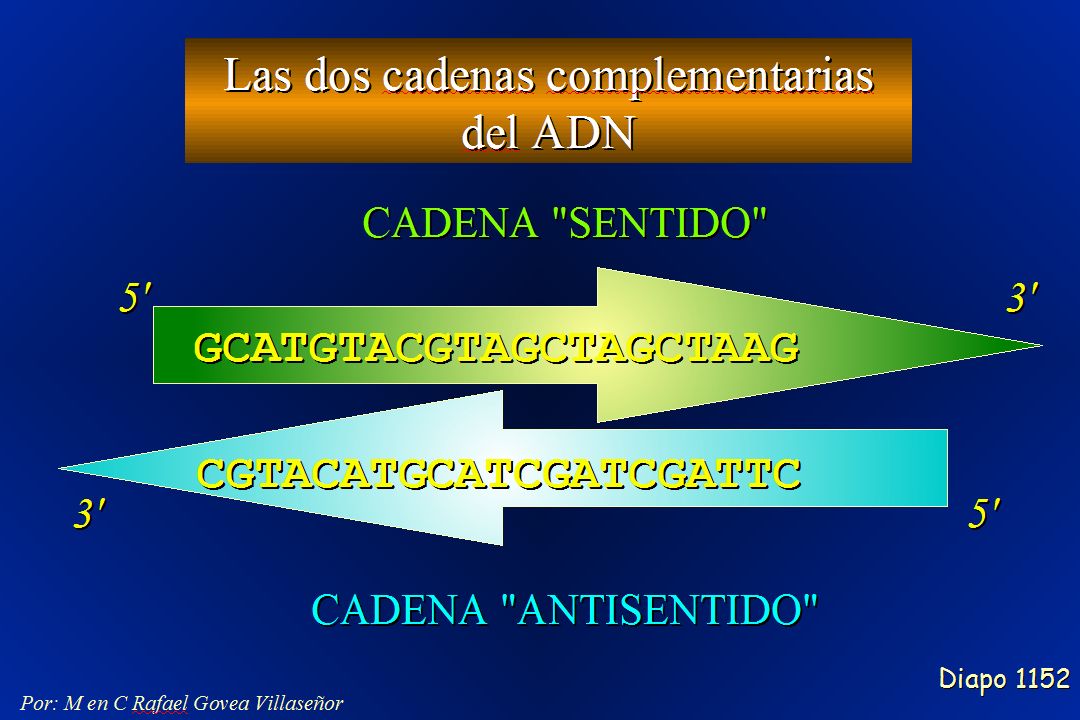 Biología1 C201: Flujo de Información