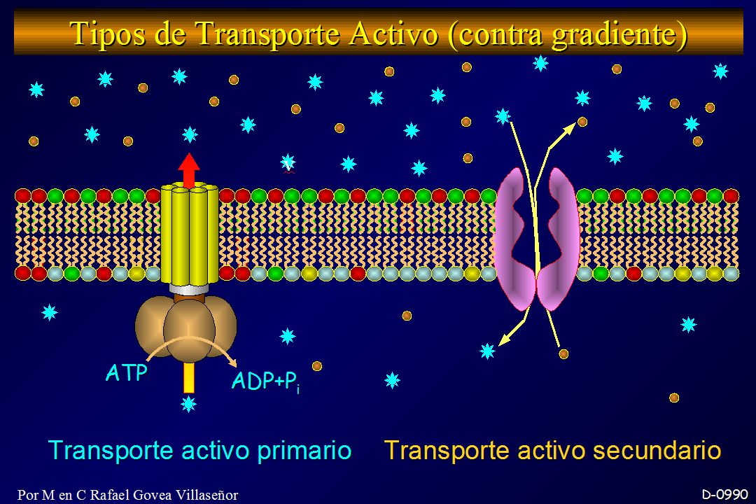 Biología1 C201: Transporte de Sustancias