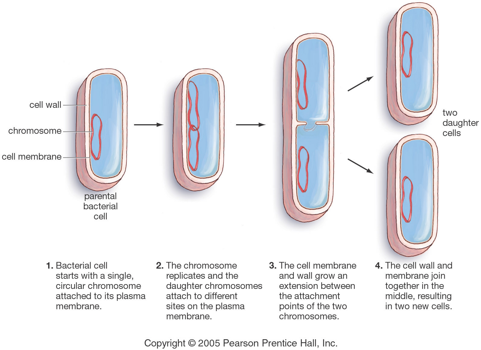 Biología1 C201: Divisiones Celulares