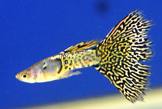 GUPPY GALAXY: Metal Cobra