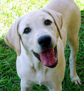 Labrador Retriever - Labrador: um cão com mil oficios!