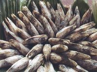 KASADYAHAN SA CAPIZ: The Diwal Harvest Seafood Festival